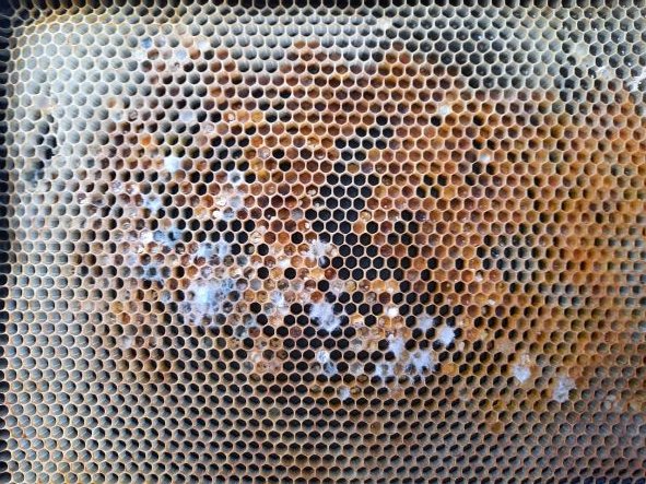 mouldy frame | NZ Beekeepers